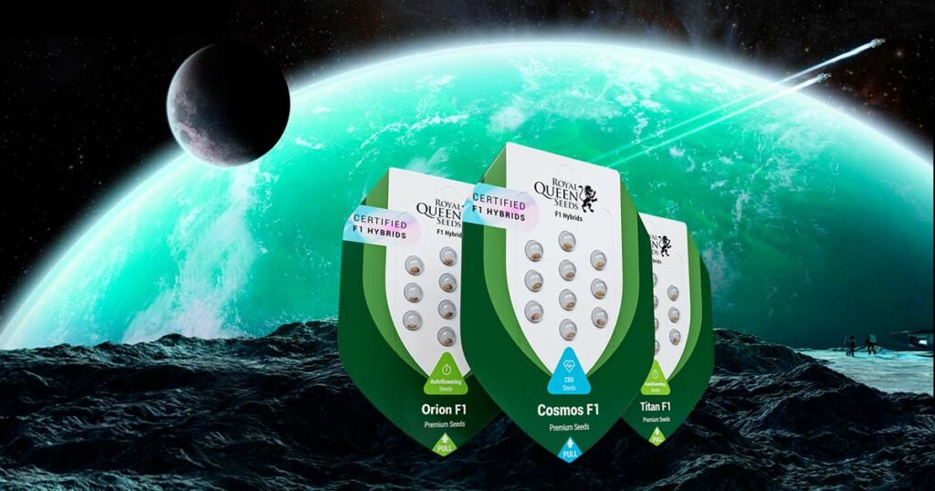 Royal Queen Seeds lanza las primeras semillas híbridas F1 del mercado ...